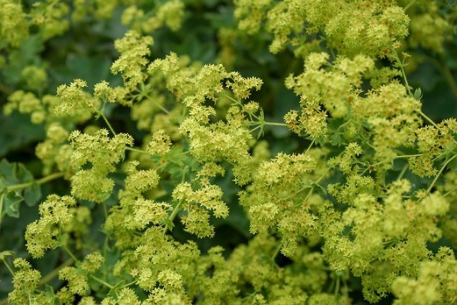Alchemilka obyčajná. Foto: Gettyimages.com – obrázky | Vyšetrenie.sk